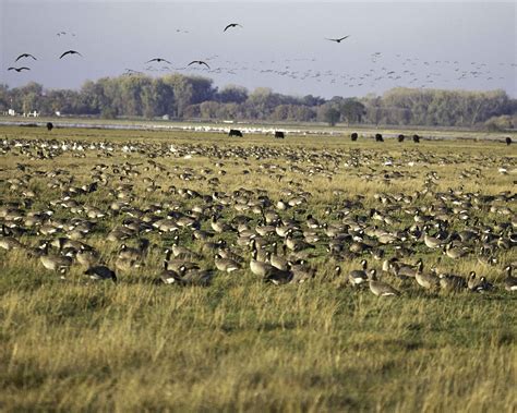 Free Picture Flock Waterfowl Birds Marsh Grass