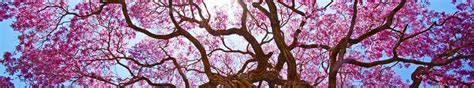 Cherry Tree Canopy 2K Wallpaper Download