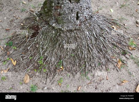 Palm Tree Roots System Margy Velazquez