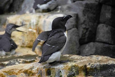 Razorbill All Bird Species