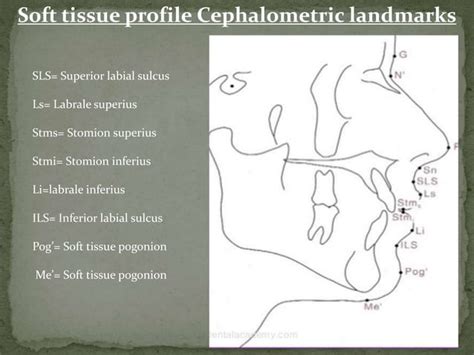 Soft Tissue Analysis Pptx