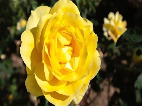 Winter Gardening Tips গন্ধে ম ম করবে ছাদবাগান গোলাপ ফুল ফুটবে রাশি রাশি শুধু শিখে নিন