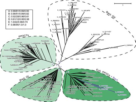 Phylogenetic Radial Tree Depicting A Large Scale Comparison Between