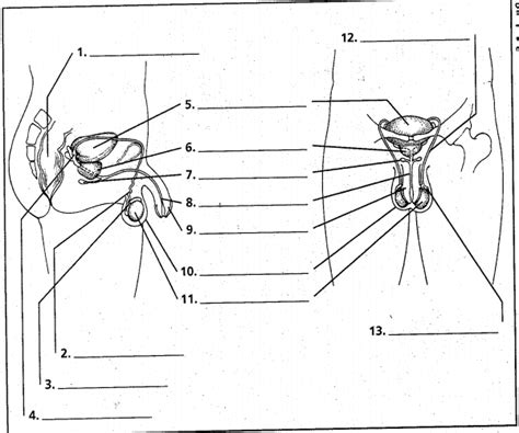 Health Male Reproductive System Diagram Part 1 Diagram Quizlet