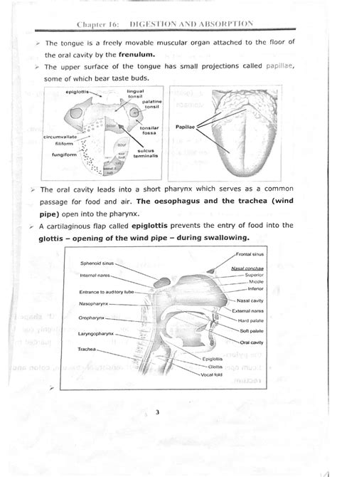 SOLUTION Class 11 Digestion And Absorption Notes Biology Studypool