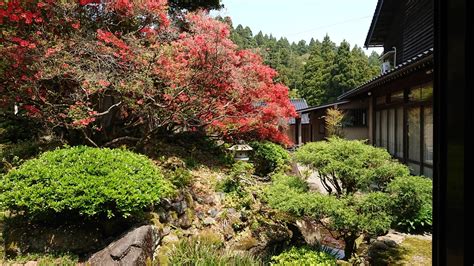 のとキリシマツツジを巡る Vvzuzuvvs Diary