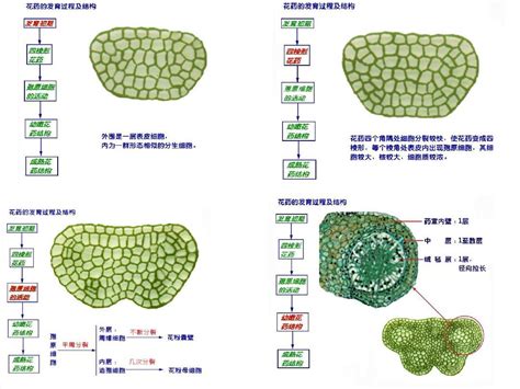 花药发育 word文档在线阅读与下载 免费文档