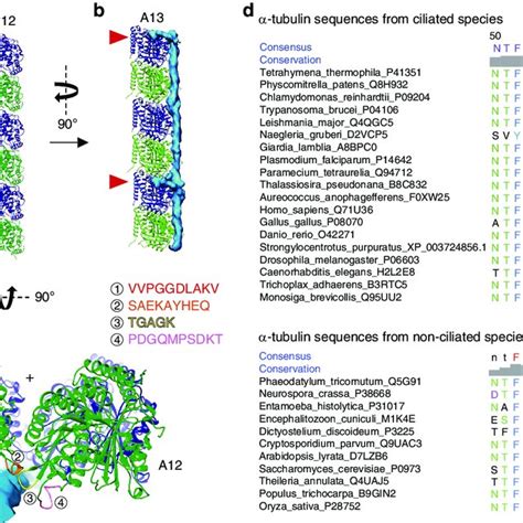 The Tubulin Lattice Of The Doublet Microtubule A The Surface Download Scientific Diagram