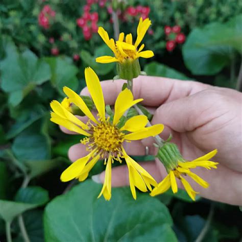 2303基地供应 大吴风草 盆栽苗 20 50cm高 花园庭院地被 花境植物 阿里巴巴