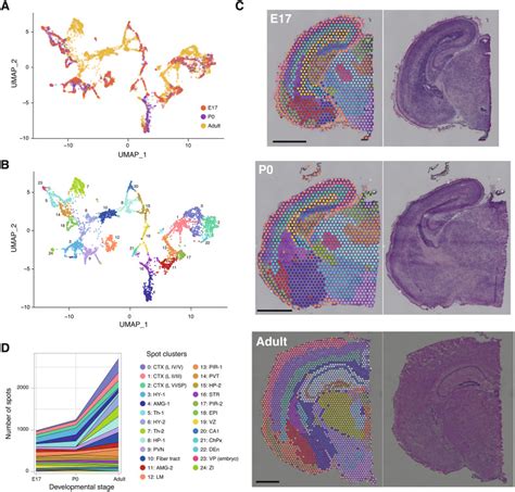 The Spatial Transcriptome Of The Late Stage Embryonic And Postnatal Mouse Brain Reveals
