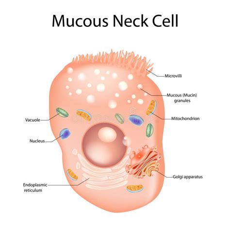 Mucous Neck Cell Structure Vector Illustration With Labeled Organelles Human Mucous Cell