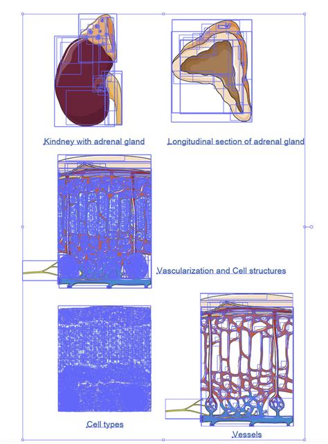 Adrenal Gland Vector
