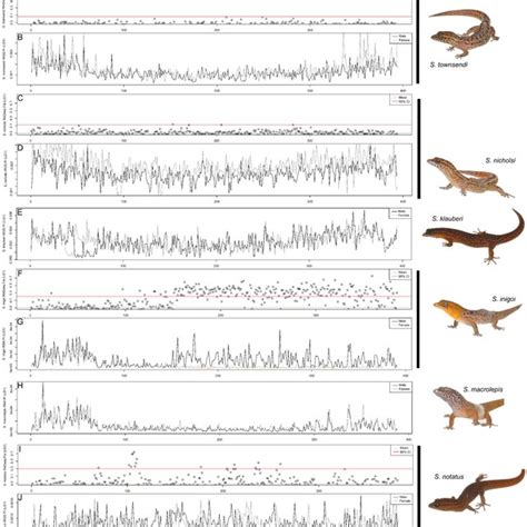 Comparative Genomics Of The S Notatus Sex Chromosome Lg1 Across