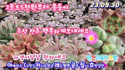 다육이사랑1묵둥이and착한국민이가격이 넘착하네요 아메치스카시오적금로즈베이벤바디스레드벨벳팬지다이아몬드펄마블금공주짚시호빗당인크리스티뷰티코노리톱스