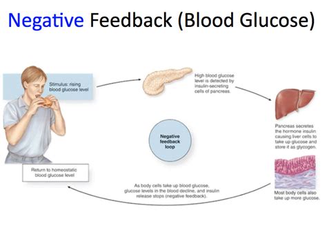 What Is A Feedback Loop Quizlet At Carmella Vanzant Blog