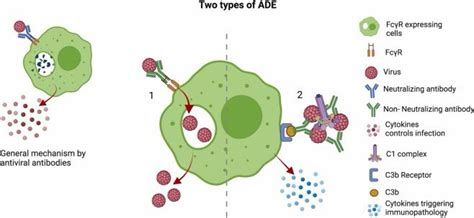 1 what is antibody dependent enhancement ade in simple terms ade is when an antibody causes