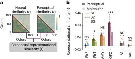 Neural Activity Patterns Represent Odor Percepts A Rsa Schematic For