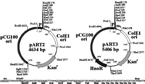 Dna Maps Of Plasmids Part2 And Part3 The Following Plasmid Features Download Scientific