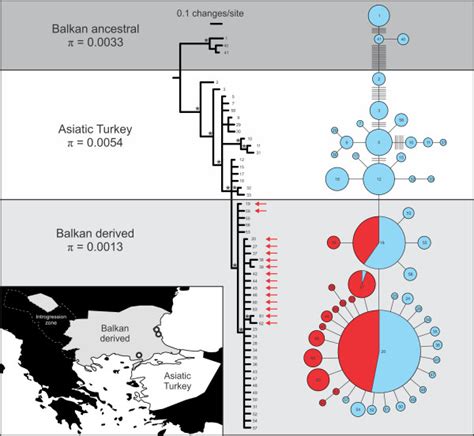 The Genetic Structuring Of Triturus Karelinii Mitochondrial Dna