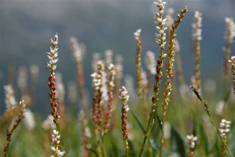 Polygonum Viviparum Alpine Bistort