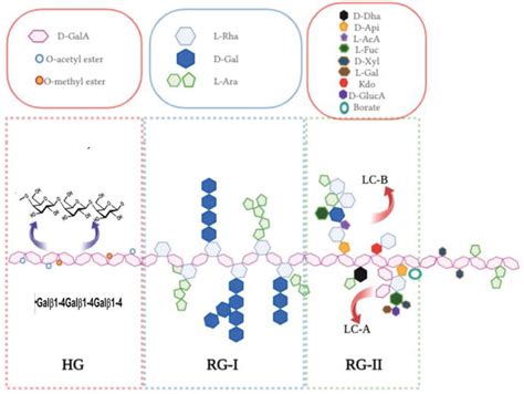 New Sources Of Pectin Extraction Processing And Industrial Applications Intechopen