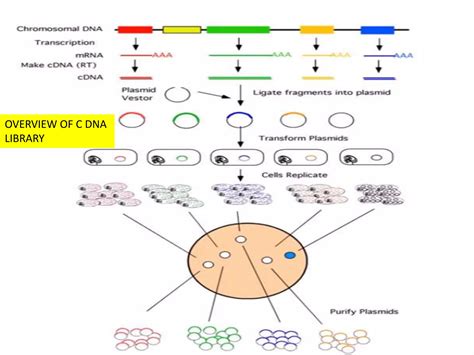 C Dna Library Ppt
