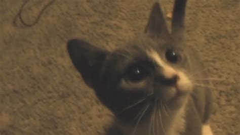 When Will Smith Attacks Screamer Wiki