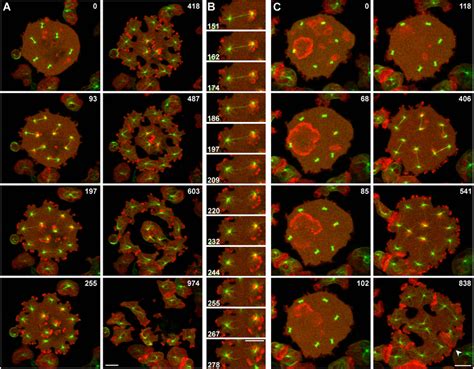 Unilateral Cleavage Furrows In Septase Null Cells The Cells Expressed
