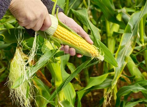Harvesting Corn