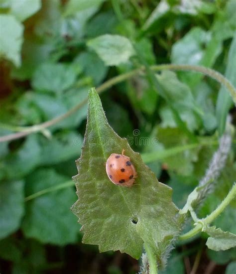 Black Spotted Beetle On A Green Leaf Background Stock Image Image Of