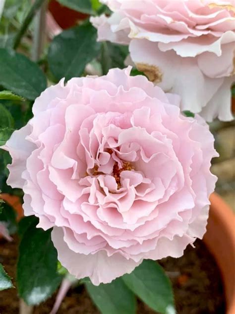 Libellula Rose Rose Plants • Teo Joo Guan