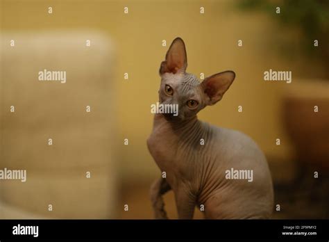 Animals Without Hair