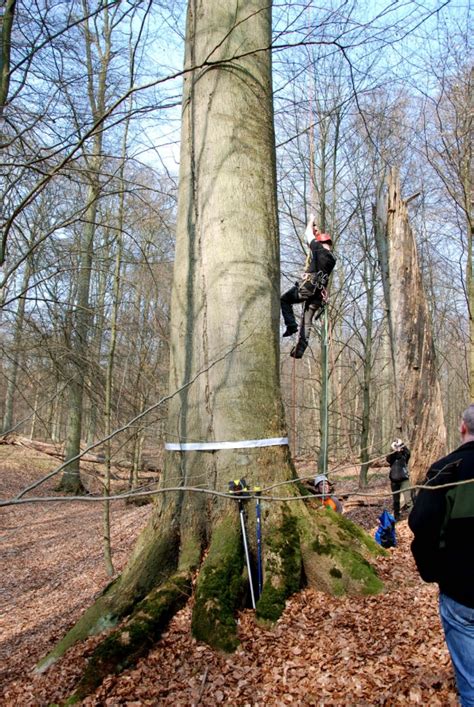 Exactly Measuring Tree Height