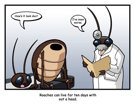 Dead Roach Cartoon