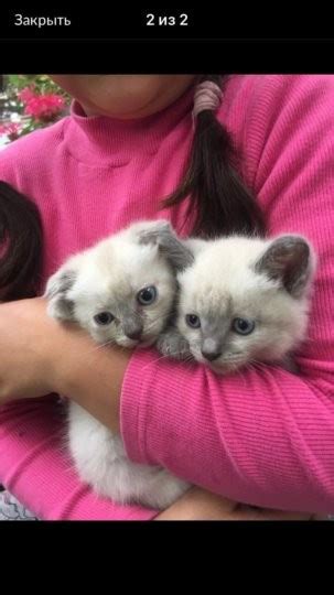 Создать мем кошечка сиамская кошка котенок 1 месяц сиамская кошка Картинки Meme