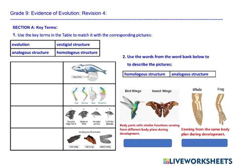 Evidence Of Evolution Worksheet Laney Lee Worksheets Library
