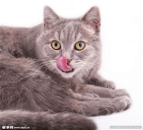 猫摄影图 家禽家畜 生物世界 摄影图库 昵图网