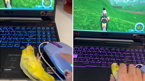 parrot pretends to be the mouse for his human s computer
