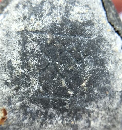 พระผงใบลาน พิมพ์พระประธาน หลวงปู่โต๊ะ วัดประดู่ฉิมพลี พระเครื่อง แสนดี Sendy Amulet