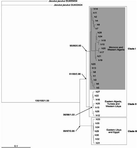 maximum likelihood tree of the 35 mitochondrial dna haplotypes of