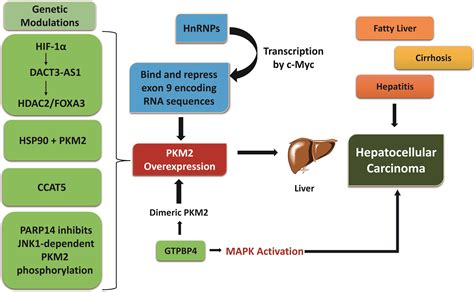 Moonlighting Effects Of Pyruvate Kinase M2 In Chronic Liver Diseases