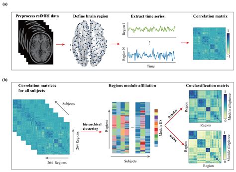 Sex Differences In Hierarchical And Modular Organization Of Functional