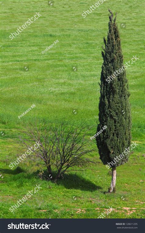 Lonely Evergreen Cypress And Naked Bush In Green Field Green Field