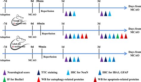 schematic of experimental protocol download scientific diagram