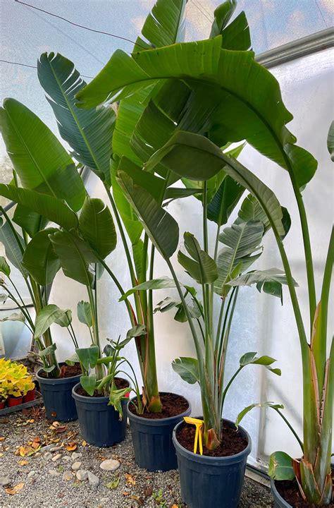 Florato 🌿სტრელიცია ნიკოლაი დღეიდან ️24 27 Facebook