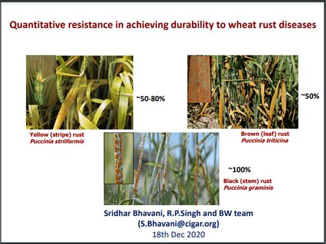 Quantitative Resistance In Achieving Durability To Wheat Rust Diseases CGIAR