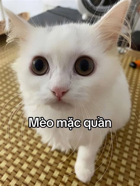 Quần Hở Dit