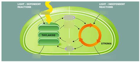 Inputs And Outputs Diagram Quizlet