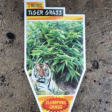 Thysanolaena Maxima Tiger Grass 140mm Garden Centre Findit Marketplace