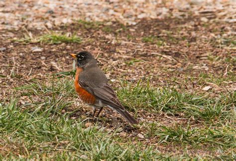 Robin Bobbin By Kaptive8 On Deviantart